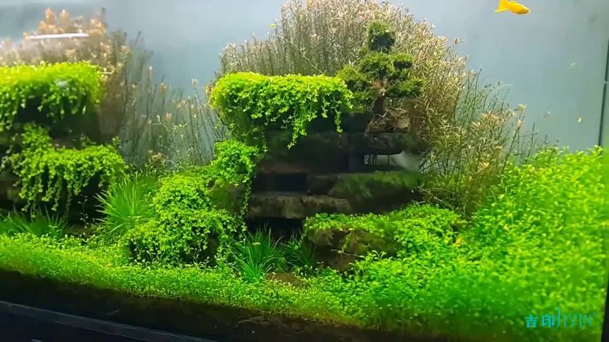 这缸趴地矮珍珠的状态确实不错!