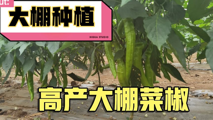 大棚种植辣椒管理方法和注意事项,值得收藏知识!