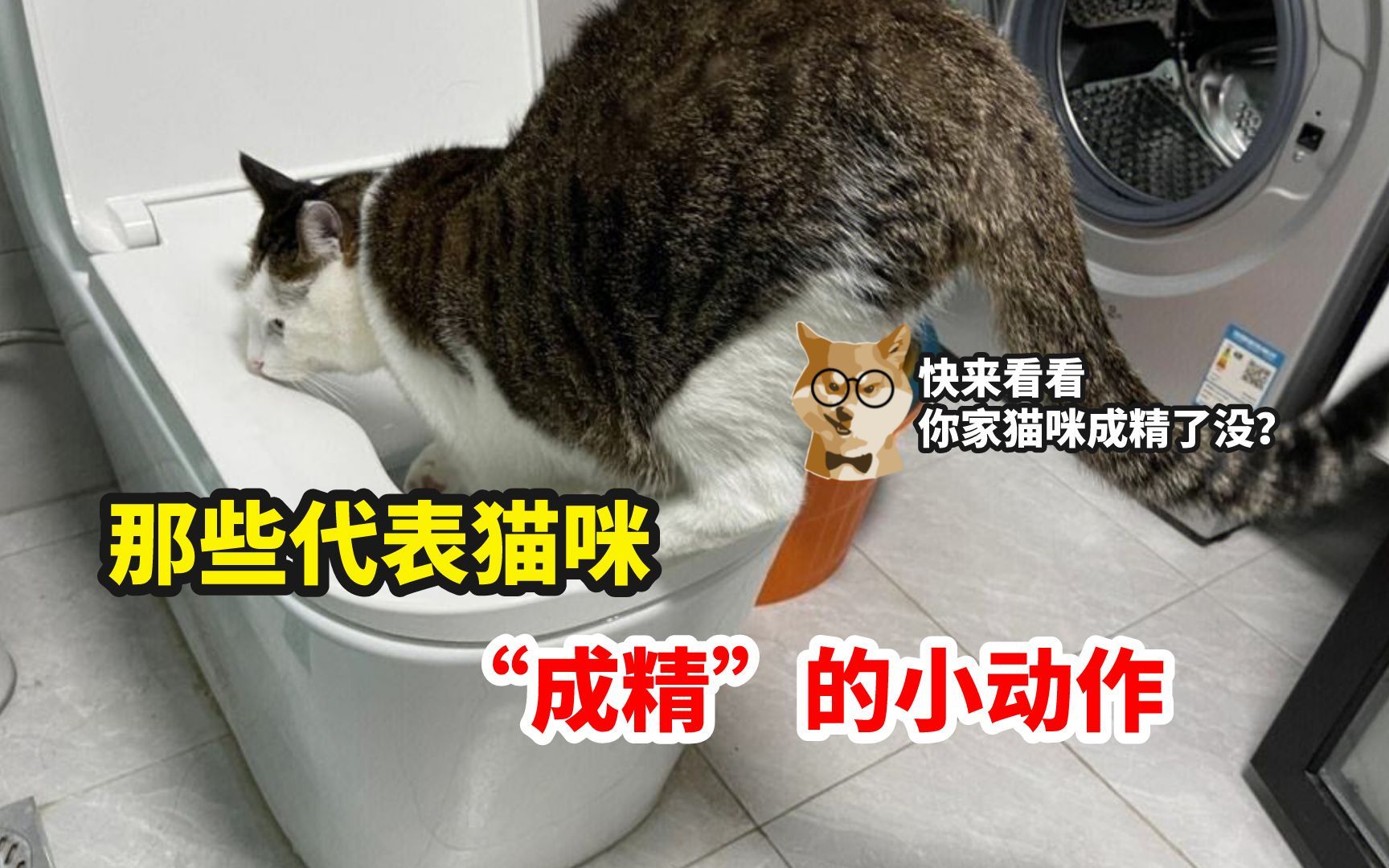 代表猫咪聪明的小动作有哪些?