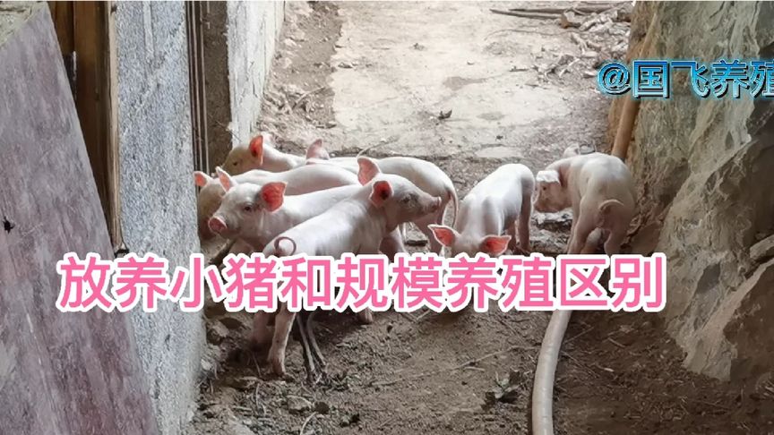传统养殖跟规模养殖最大的区别就在于成本低,生长慢体抗力好
