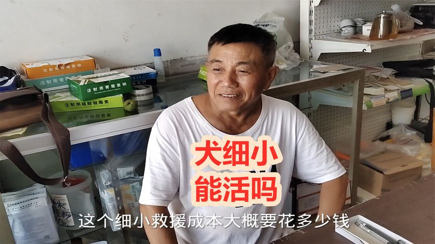 小狗得细小能活吗?救援要花多少钱,老兽医说出心里话