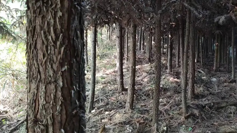 你知道为何现在山区很少有老乡植树造林的了吗?
