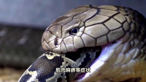 动物解说:黑曼巴蛇和眼镜蛇谁的毒性更大?谁才是毒蛇之王呢?