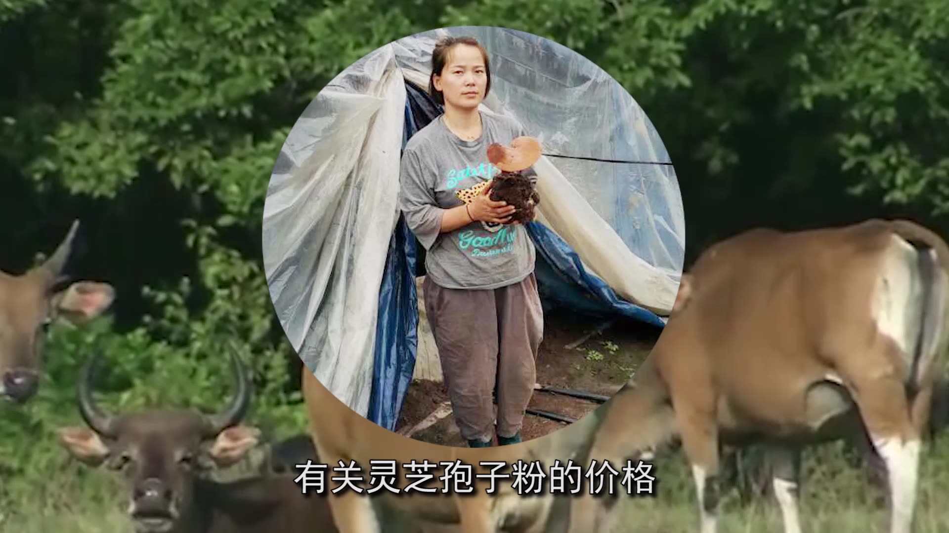 灵芝孢子粉的作用是什么