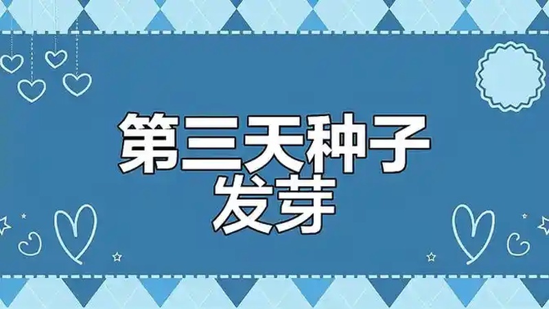 种子萌发实验第三天,爸爸八的成长记录