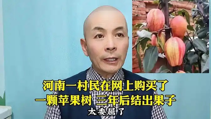 河南一村民在网上购买了一颗苹果树三年后结出果子