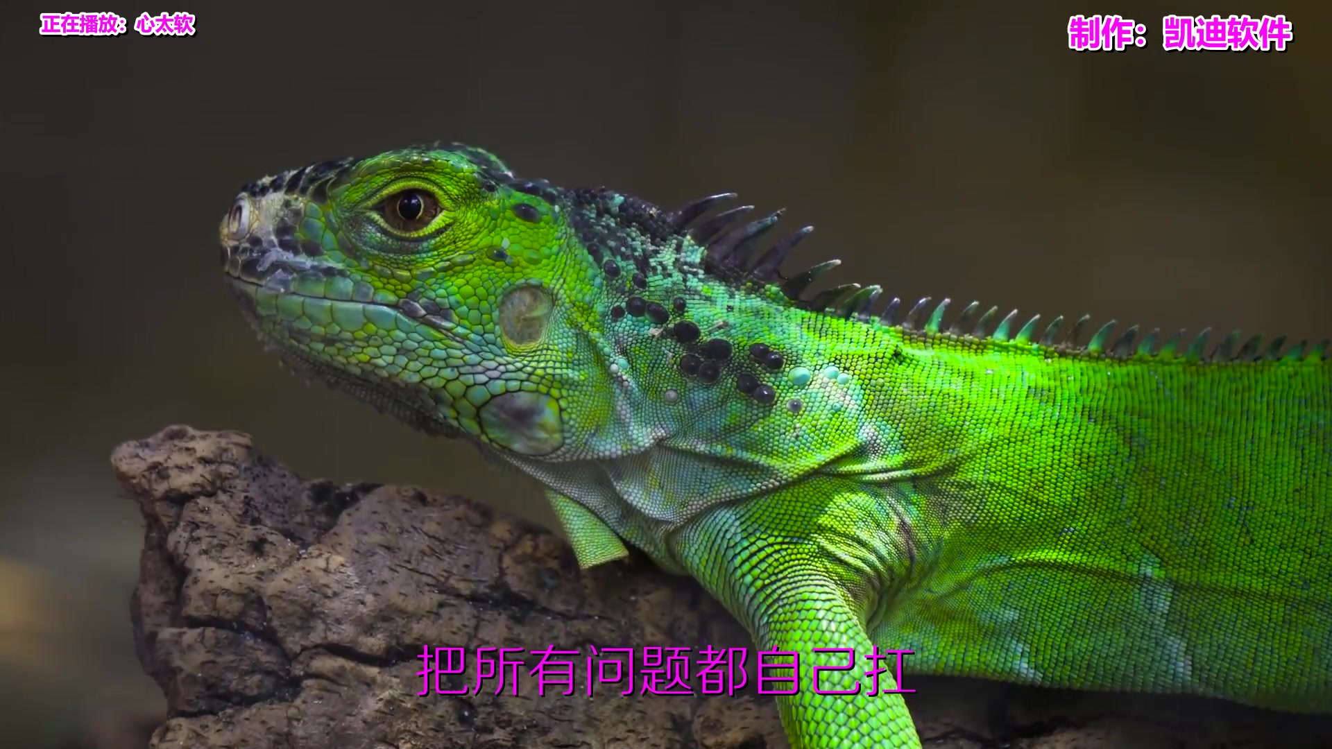 《心太软》欣赏,怎么转换amv格式软件