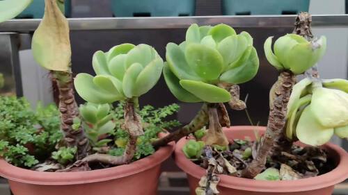 广州今年雨水太多了,连露养的碧桃都顶不住了!