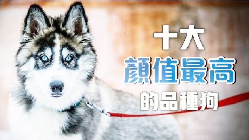 狗狗的颜值十大排名,你的狗狗排名第几呢?来看看吧
