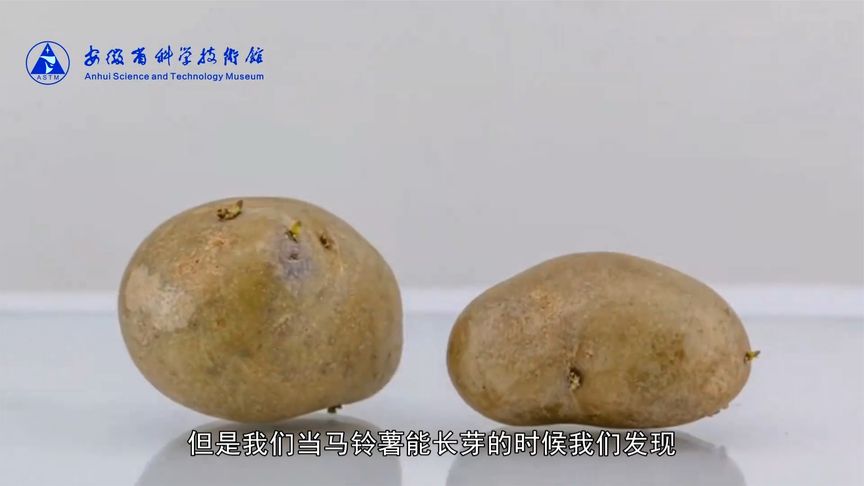 科普微讲堂 | 马铃薯是根还是茎?植物根茎叶的作用是?
