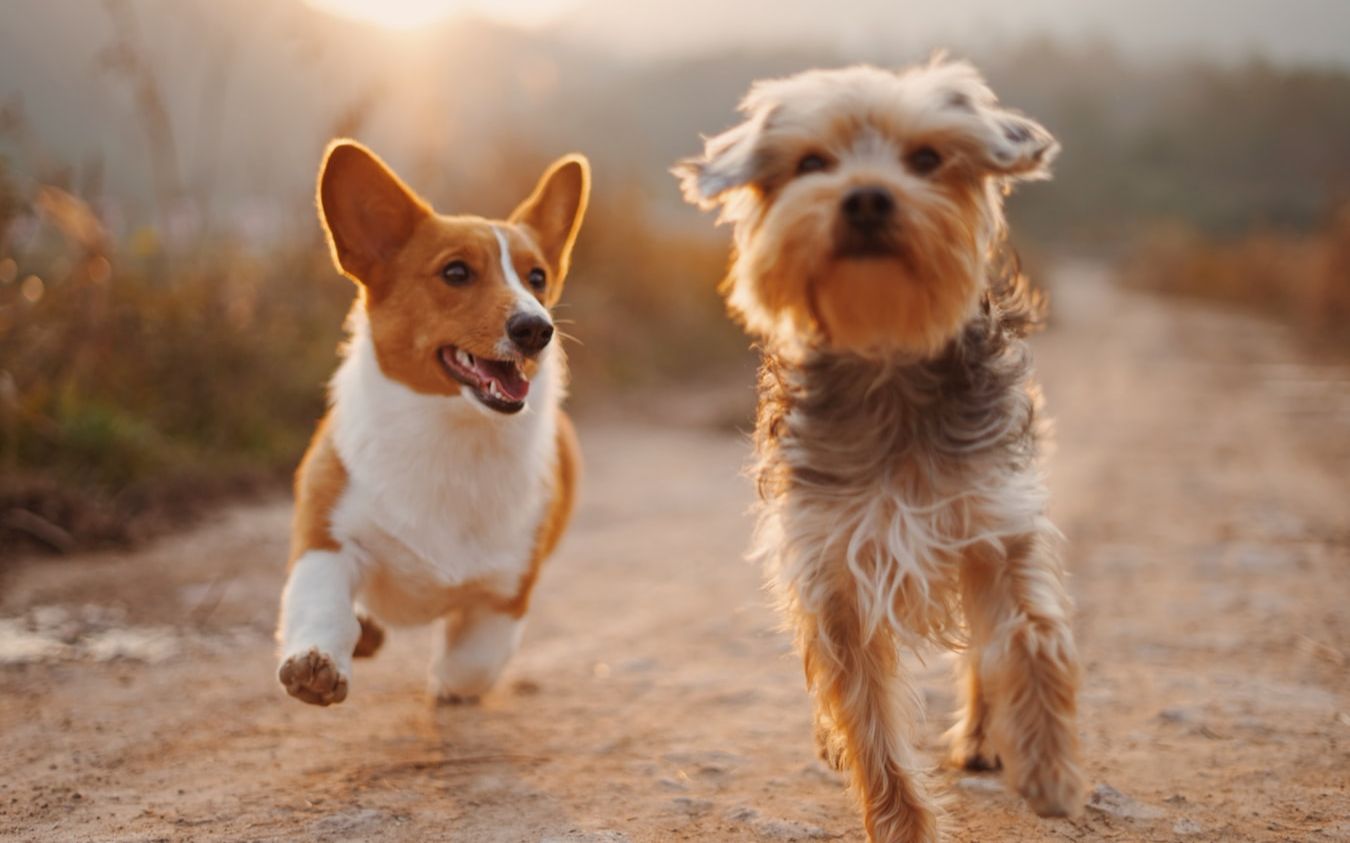 如果在还没有狂犬疫苗的古代被狗咬了,只能等死吗?其实不是!