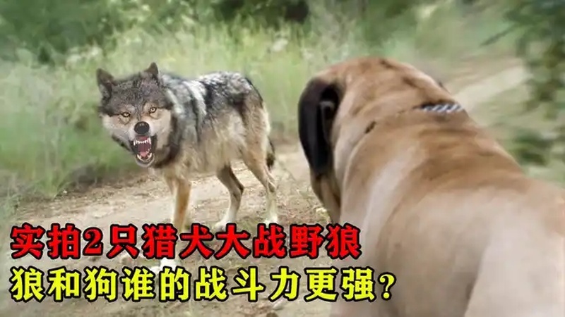 2只猎犬大战3匹野狼,野狼用计伏击狗子,但最终却2死1逃