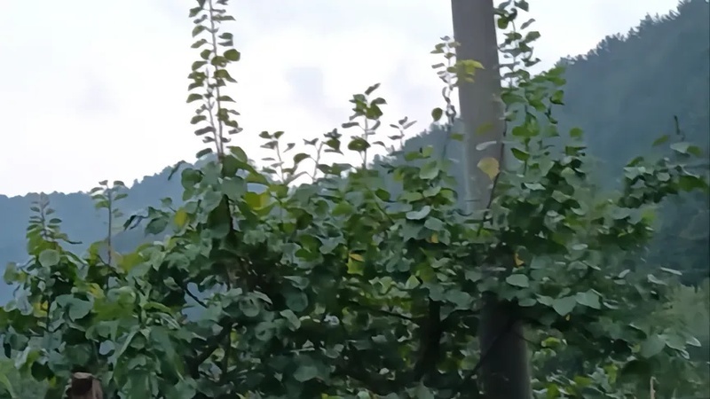 美丽家乡天空的云