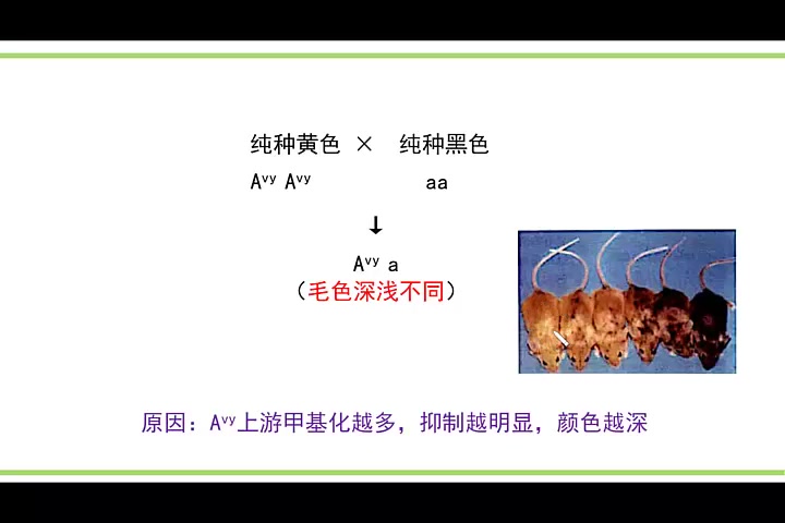 一道表观遗传学的小题