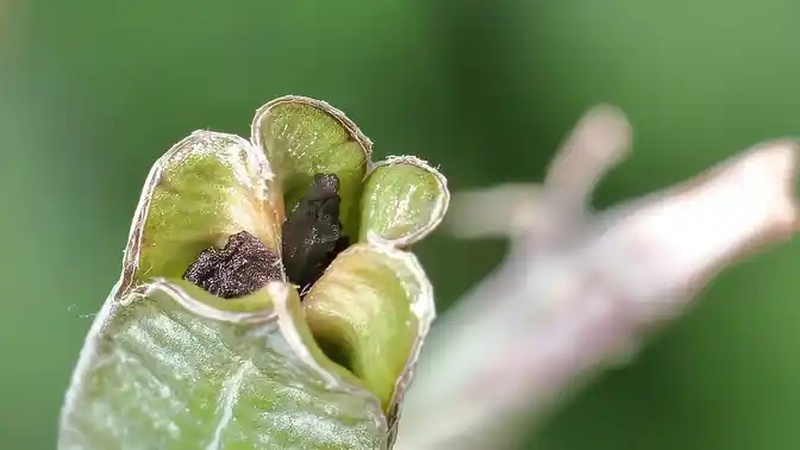 解析果实和种子的区别,轻松分辨植物的两大重要组成部分
