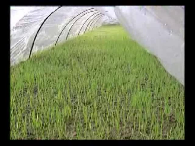 水稻的栽培种植技术水稻种植教程 高产水稻栽培技术