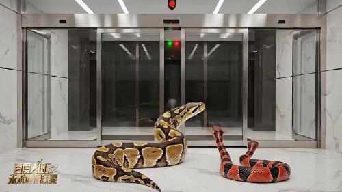 巨蟒惨遭自动门"壁咚"狂虐!感应器失灵上演惊悚大片