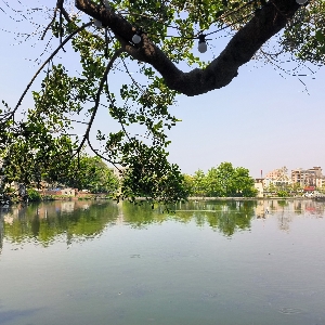 只养几只小乌龟 