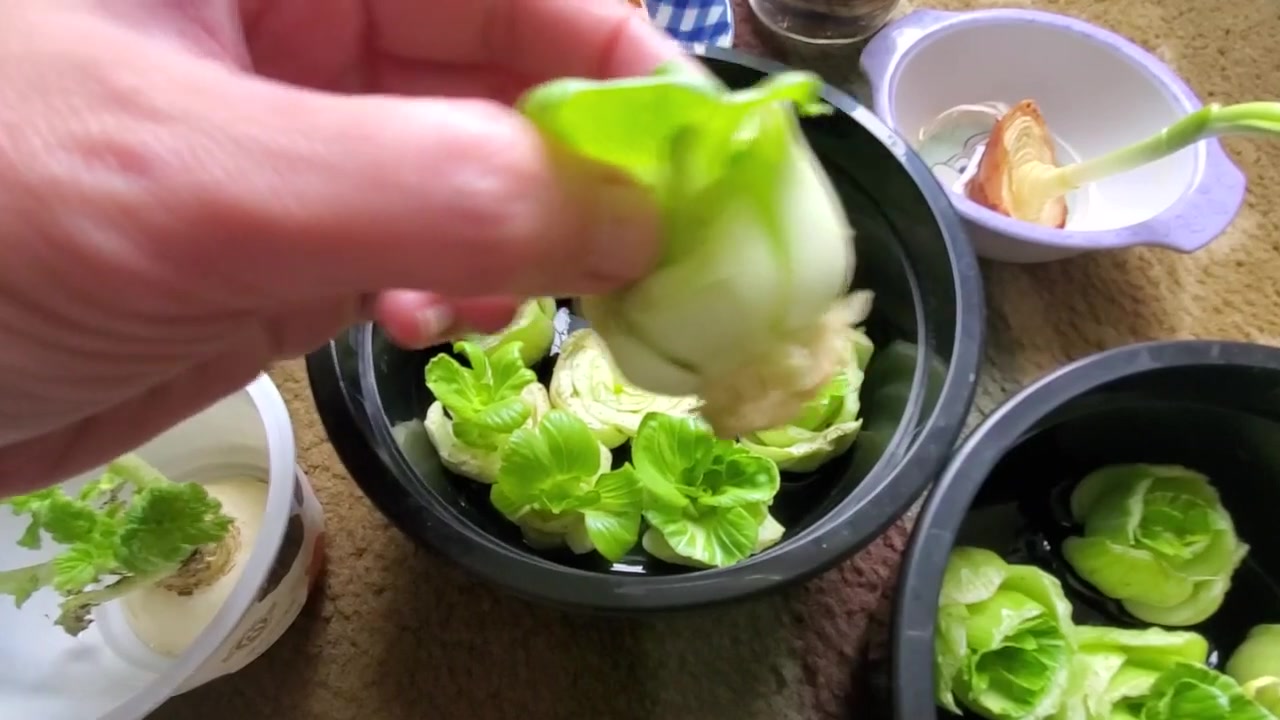 【再生蔬菜】詳細介紹以菜生菜的方法【如何利用超市青菜再生新蔬菜...