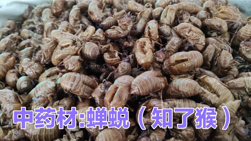 中药材:蝉蜕(知了猴),桑螵蛸,蜂房,僵蚕(冰糖芯)…