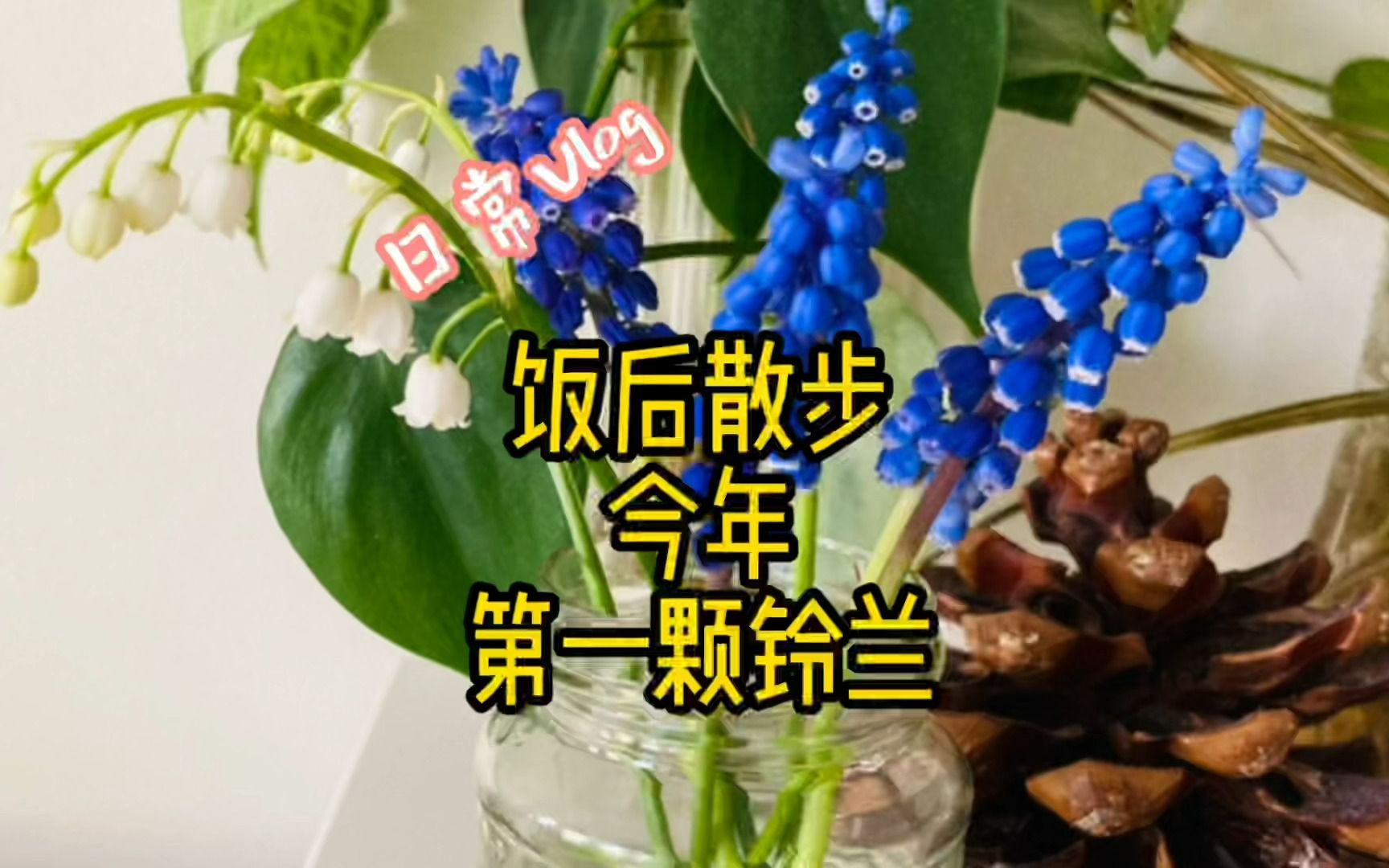 5月的傍晚散步系列 第一颗铃兰