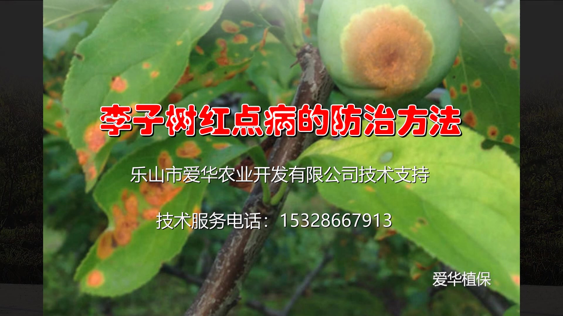 李子红点病怎么防治?——康庄之恋