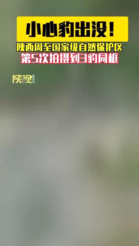 ...陕西西安,工作人员在收集整理2024年秋季野外红外相机监测数据时,...