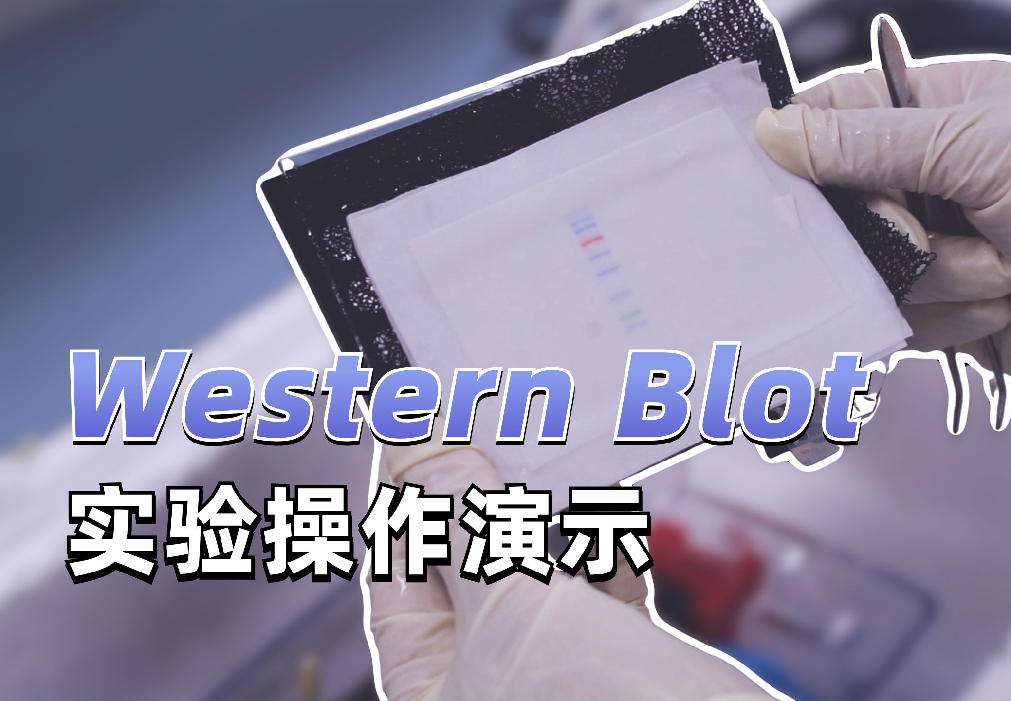 【科研实验】WB实验操作详解,手把手教你跑出完美蛋白条带图! ...