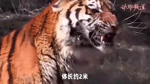 中国本土十大猛兽,此生有幸没有和它们犟过!