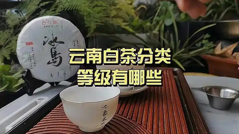 云南白茶分类等级有哪些?