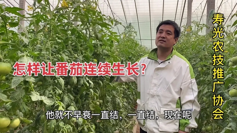 超级实用!番茄这样种,可以连续长不早衰,想不高产都难!