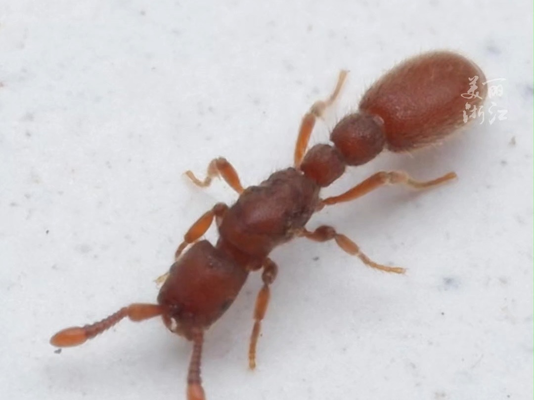 挖土挖出新物种!16岁海宁高中生发现新物种并为其命名“海宁卵角蚁...