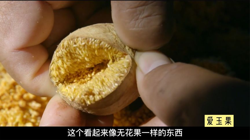 生长在几十米树顶上的奇怪果实,台湾美食爱玉冰粉的制作全过程