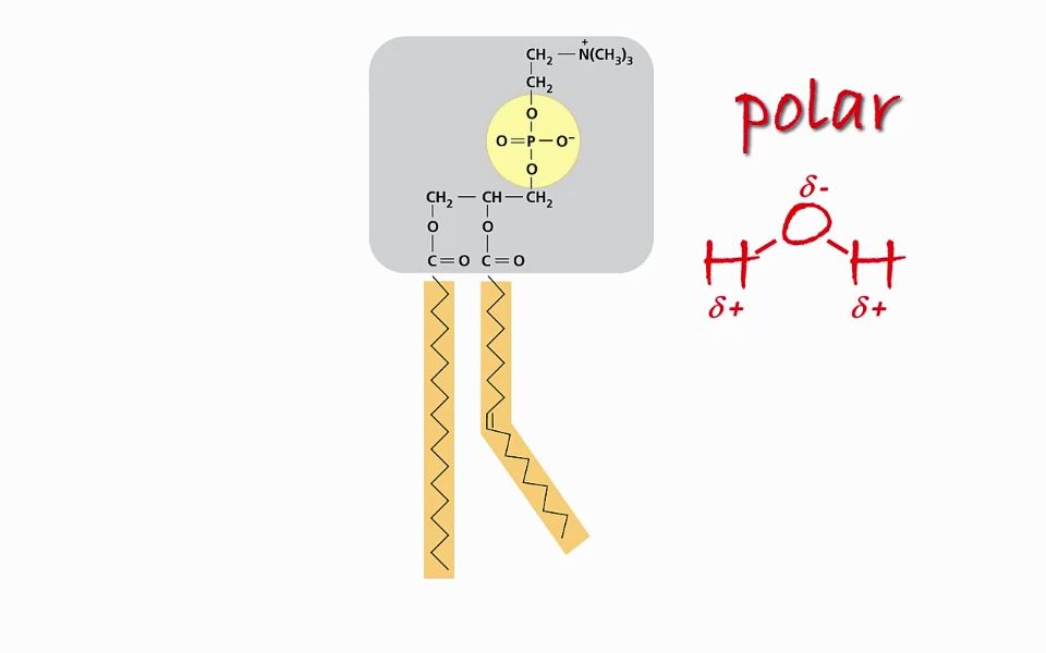 坎贝尔生物学12版 第五章 磷脂的结构 Campbell_Control_of_Gene_...