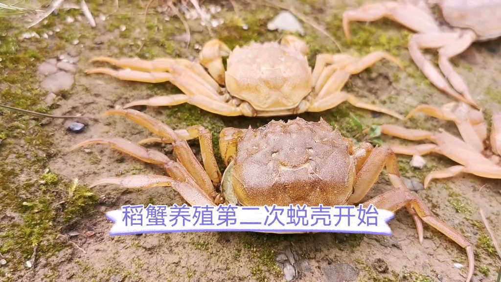 保证粮食安全,稻蟹综合养殖,让农民愿意种粮!(篇一)