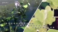美丽中国从我做起参考视频四:防止生物入侵宣传片