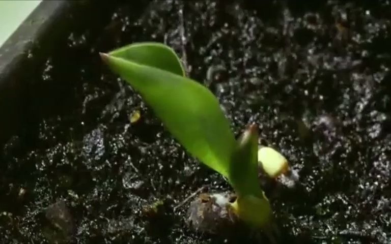 第一节 种子的萌发 素材(种子萌发过程)