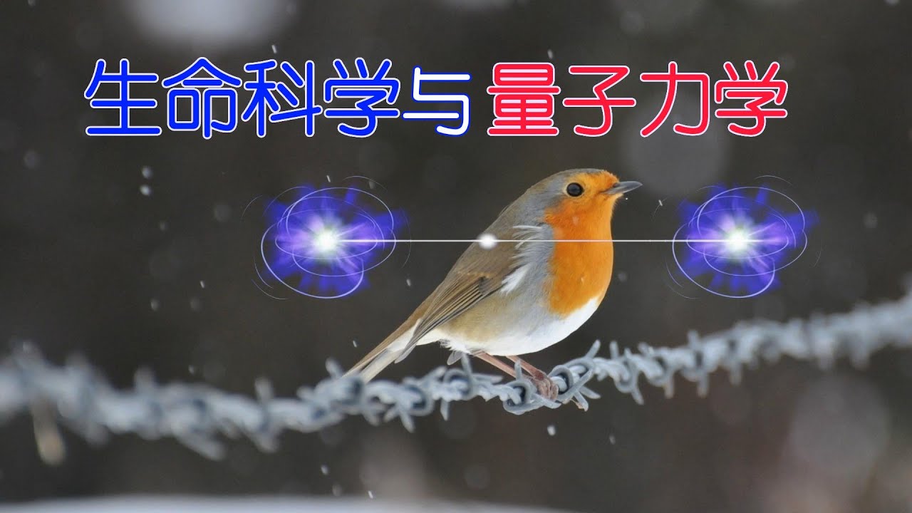 量子纠缠:物理学和哲学的交叉点