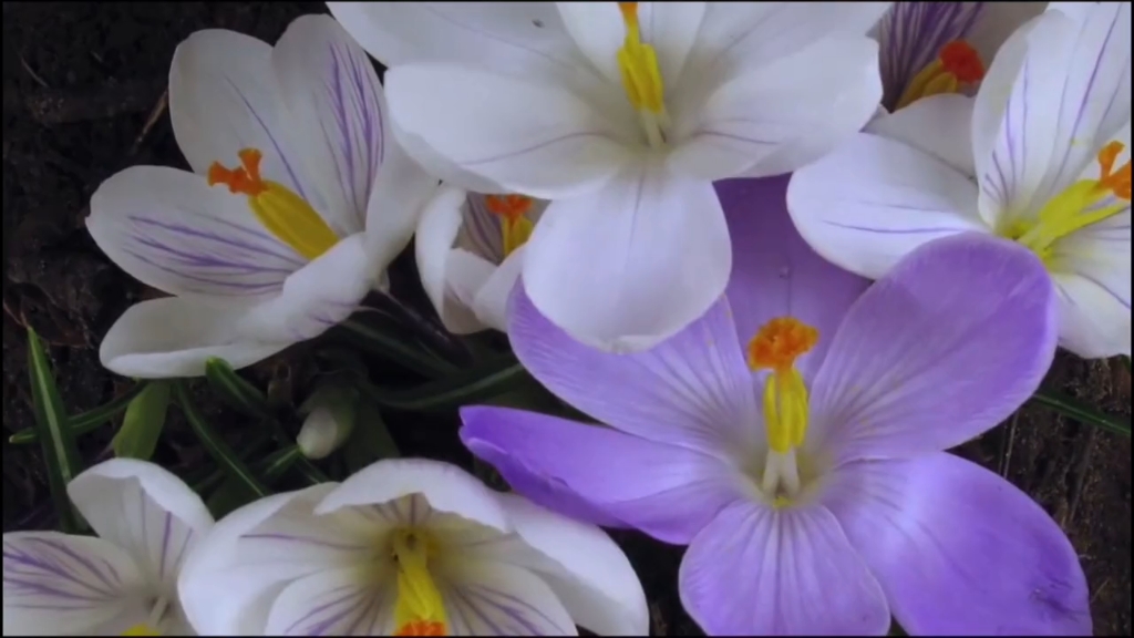 心理学家深入剖析善与恶 为你避免道德许可的陷阱 道德许可效应