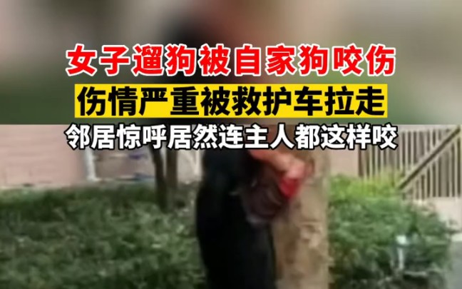 女子遛狗被自家狗咬伤,伤情严重被救护车拉走。