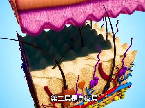 我们皮肤有几层?