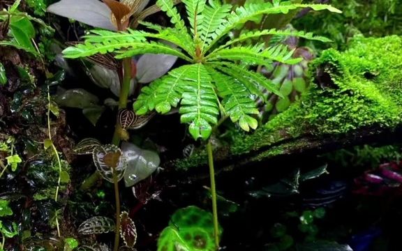 农村常见的21种中草药
