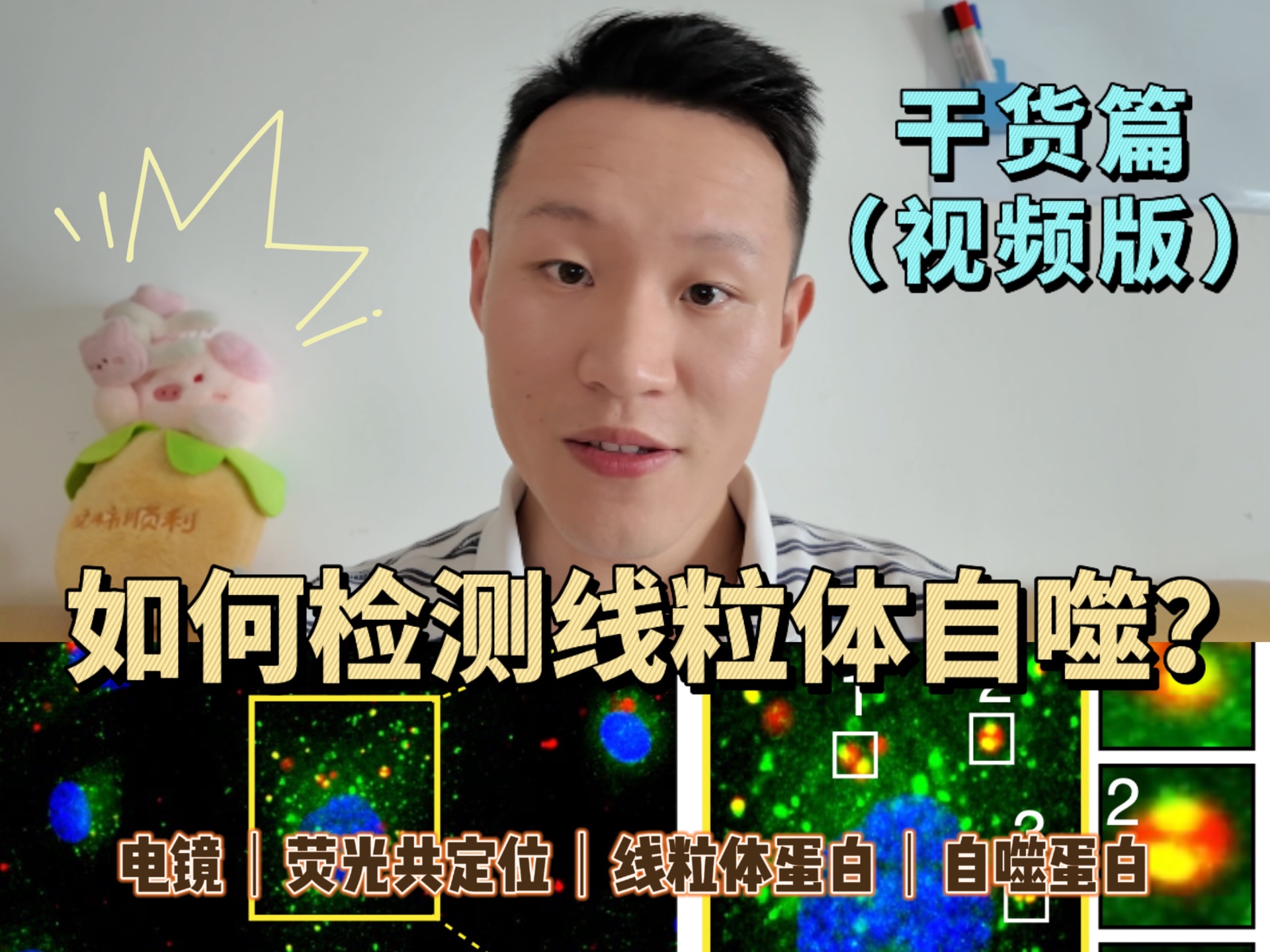 如何检测线粒体自噬?
