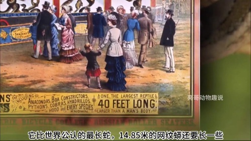 测量巨蛇的长度,远比你想象的要难