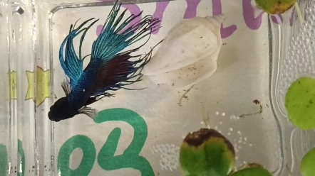 这只公的狮王斗鱼吃了又吐 怎么办