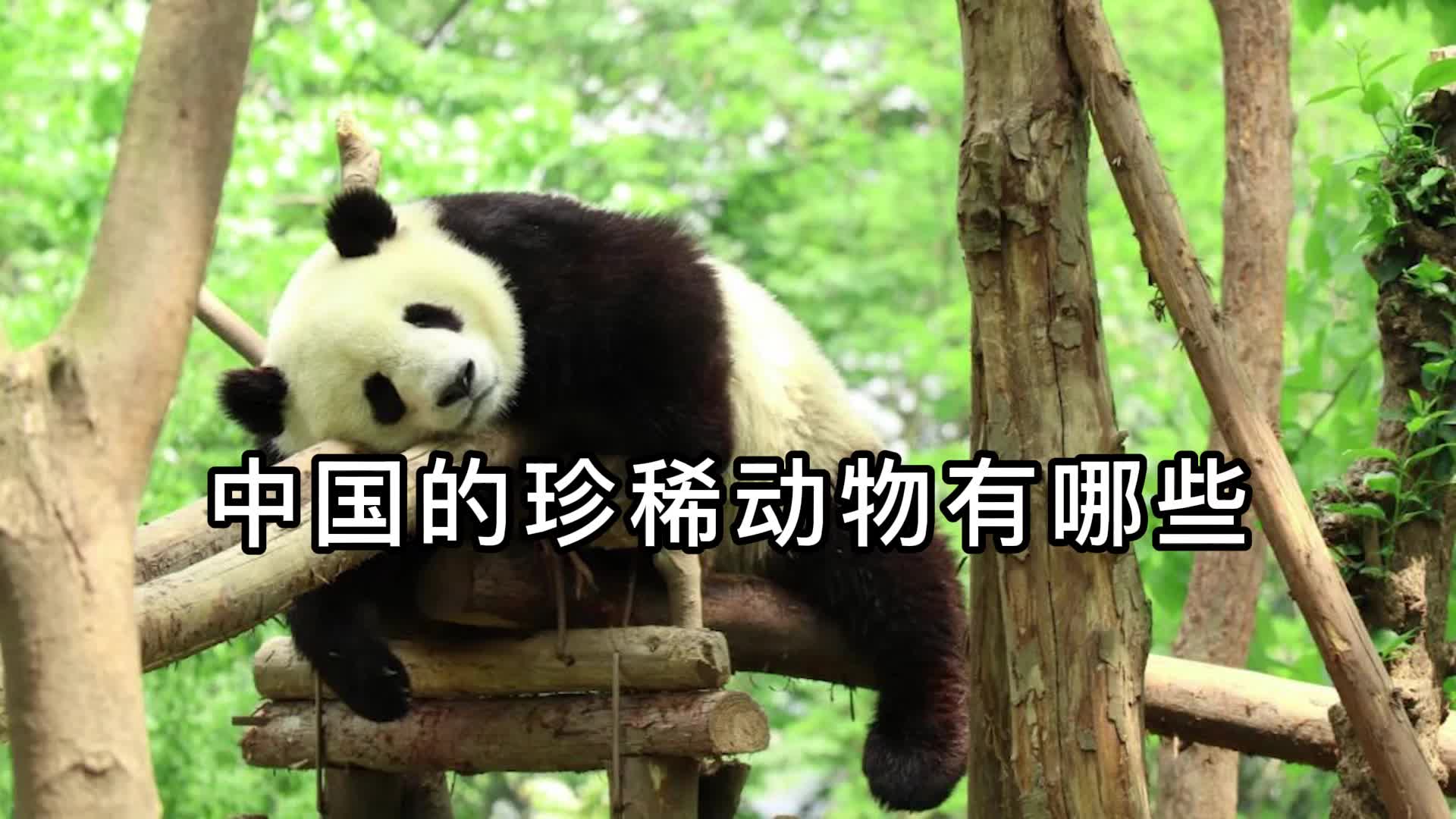 中国的珍稀动物有哪些