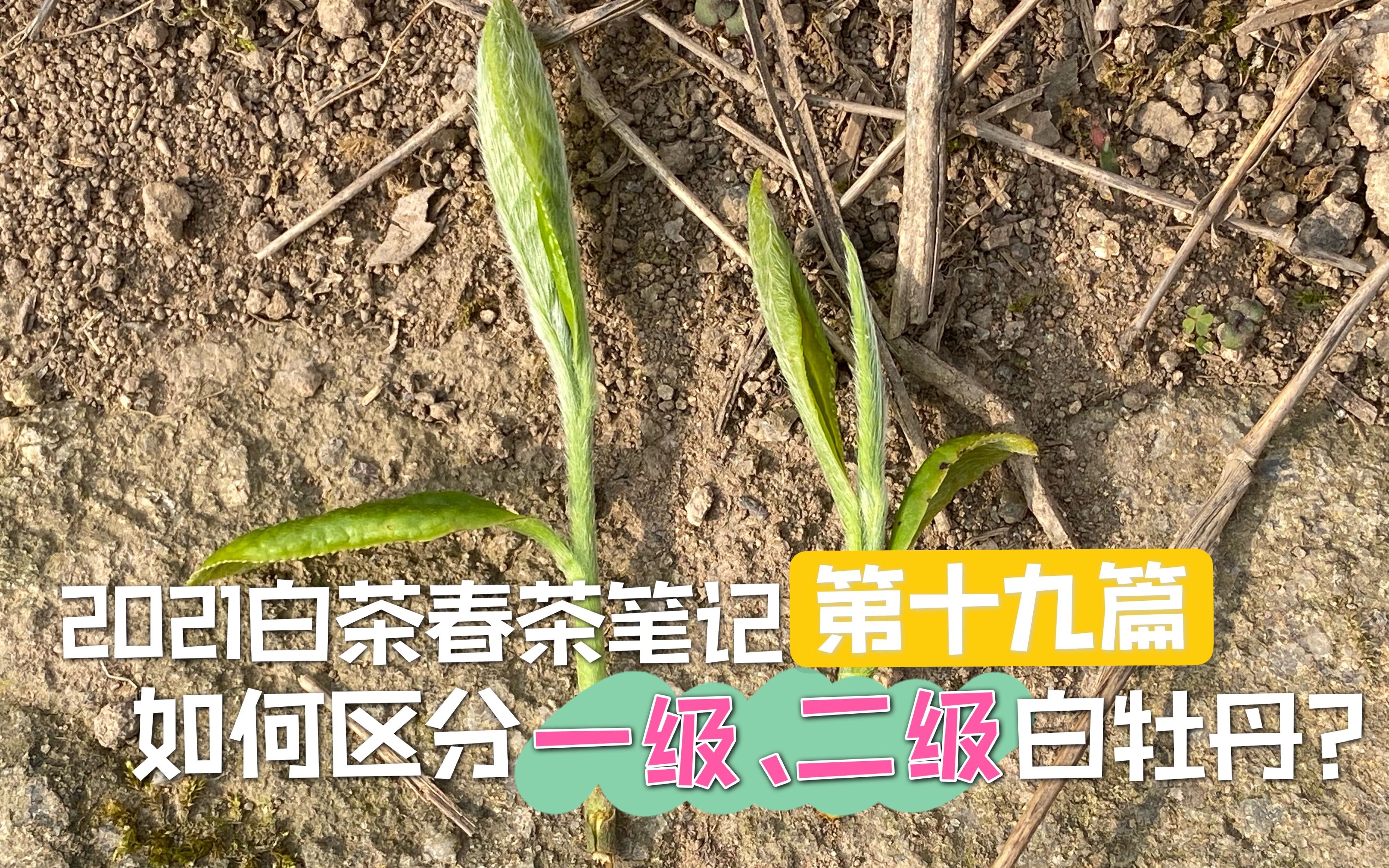 如何区分一级、二级白牡丹?听听村姑陈怎么说的,辨别方法很简单