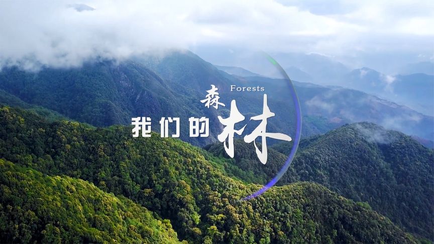 COP 15云南核心影像《生命之歌·我们的森林》宣传片发布