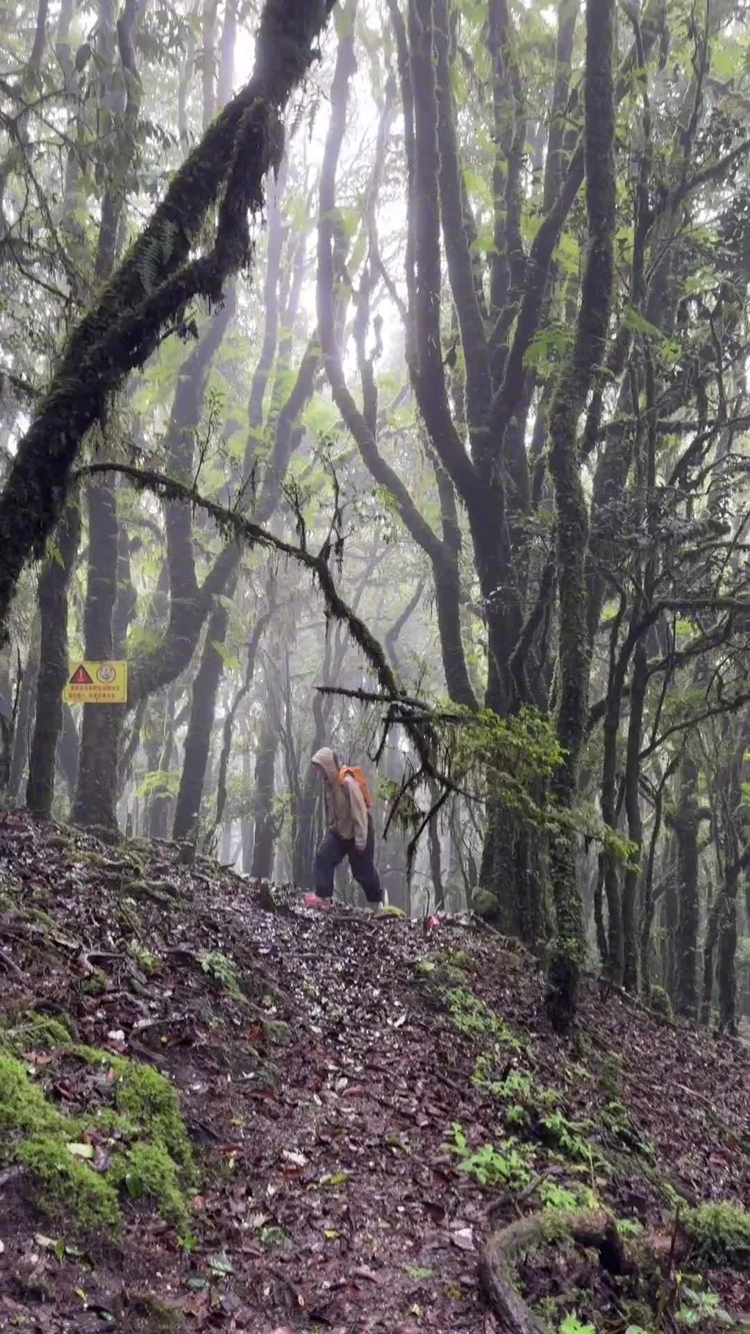 去原始森林采蘑菇‍做一回大山里的孩子