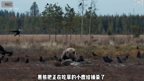 黑熊VS四只狼野战实录!这画面太惊艳,野生动物的残酷与力量让人震撼...